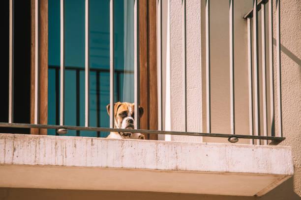 Are Balconies Safe For Dogs