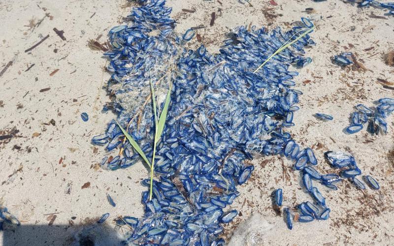 Mallorca Jellyfish invasion