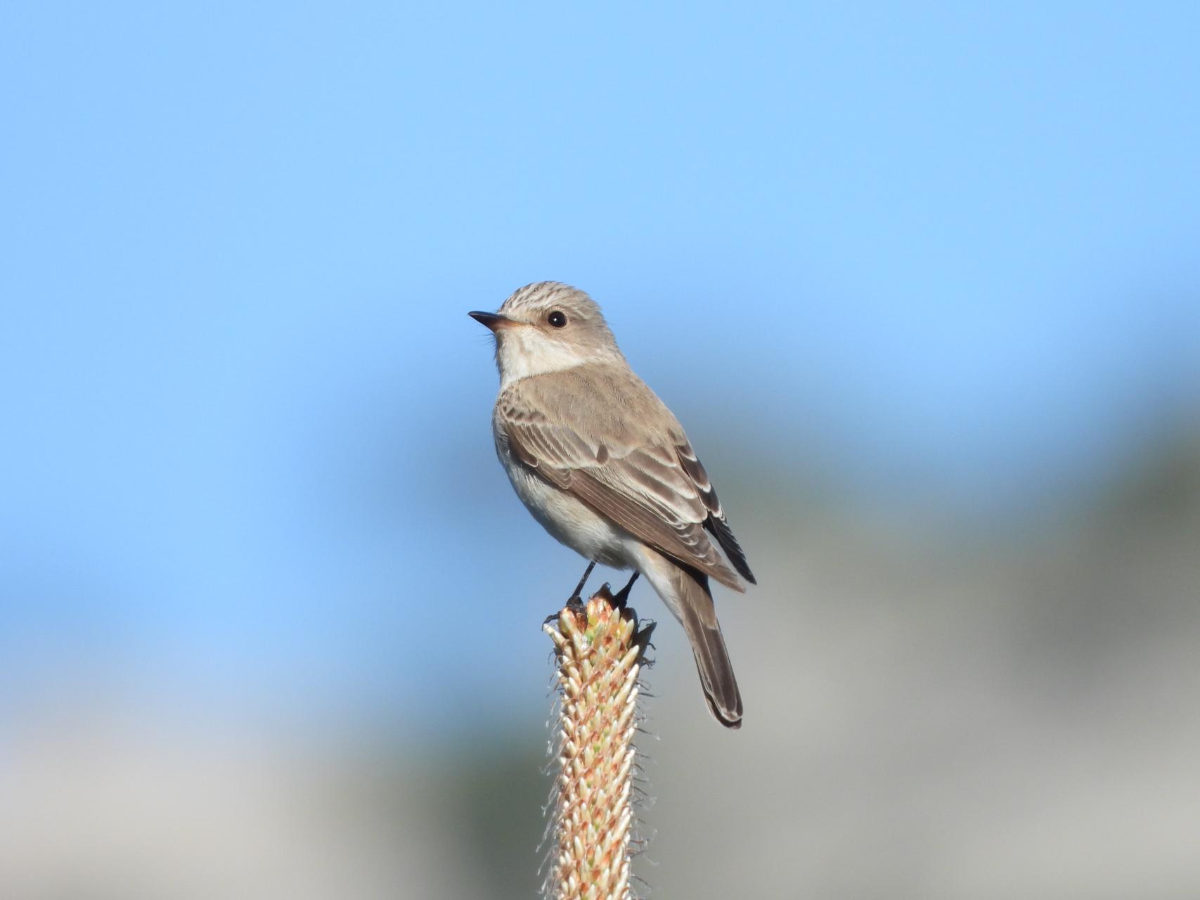 Birds and flowers to see on Mallorca