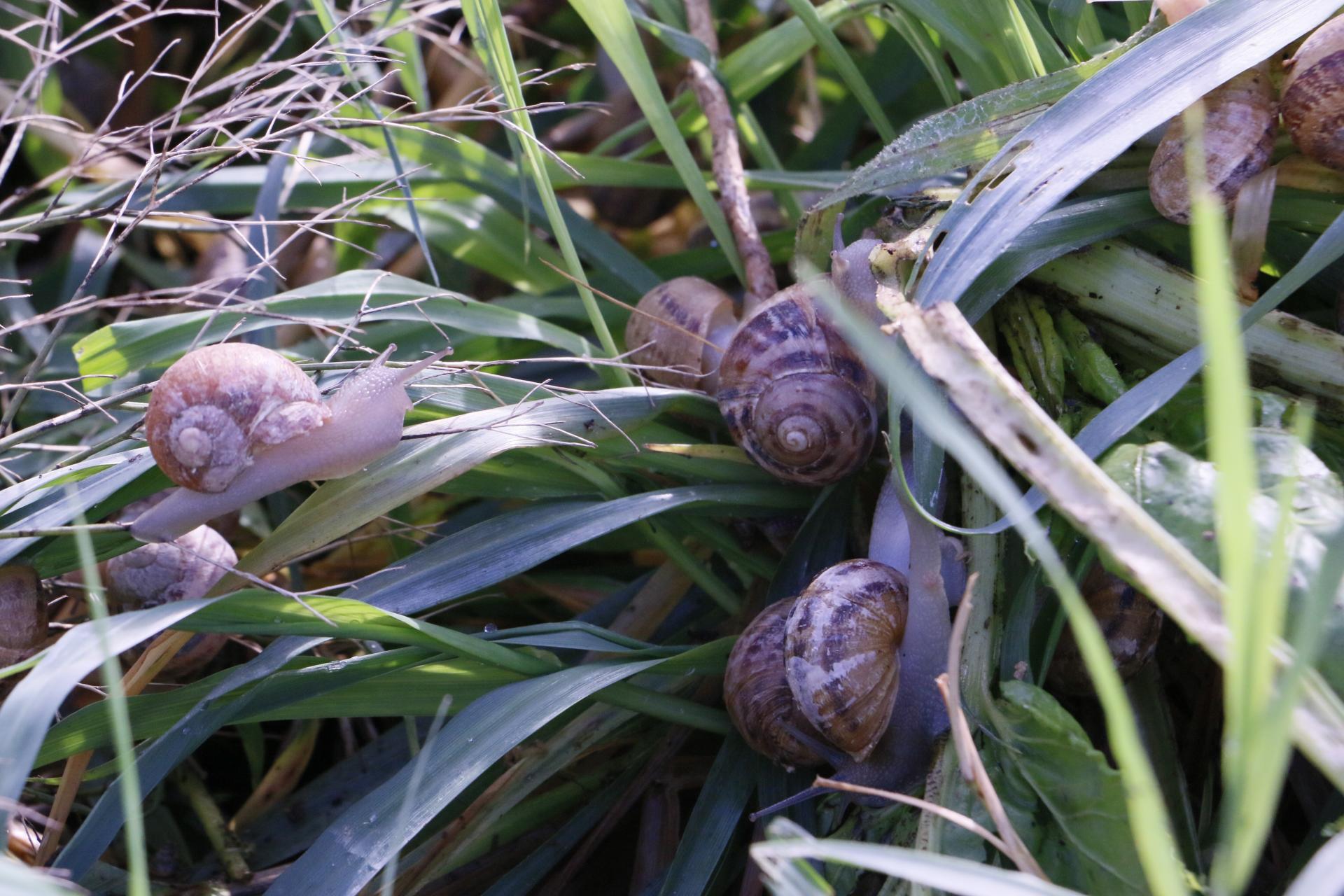 Mallorca crisis: island running out of snails! It's too hot,