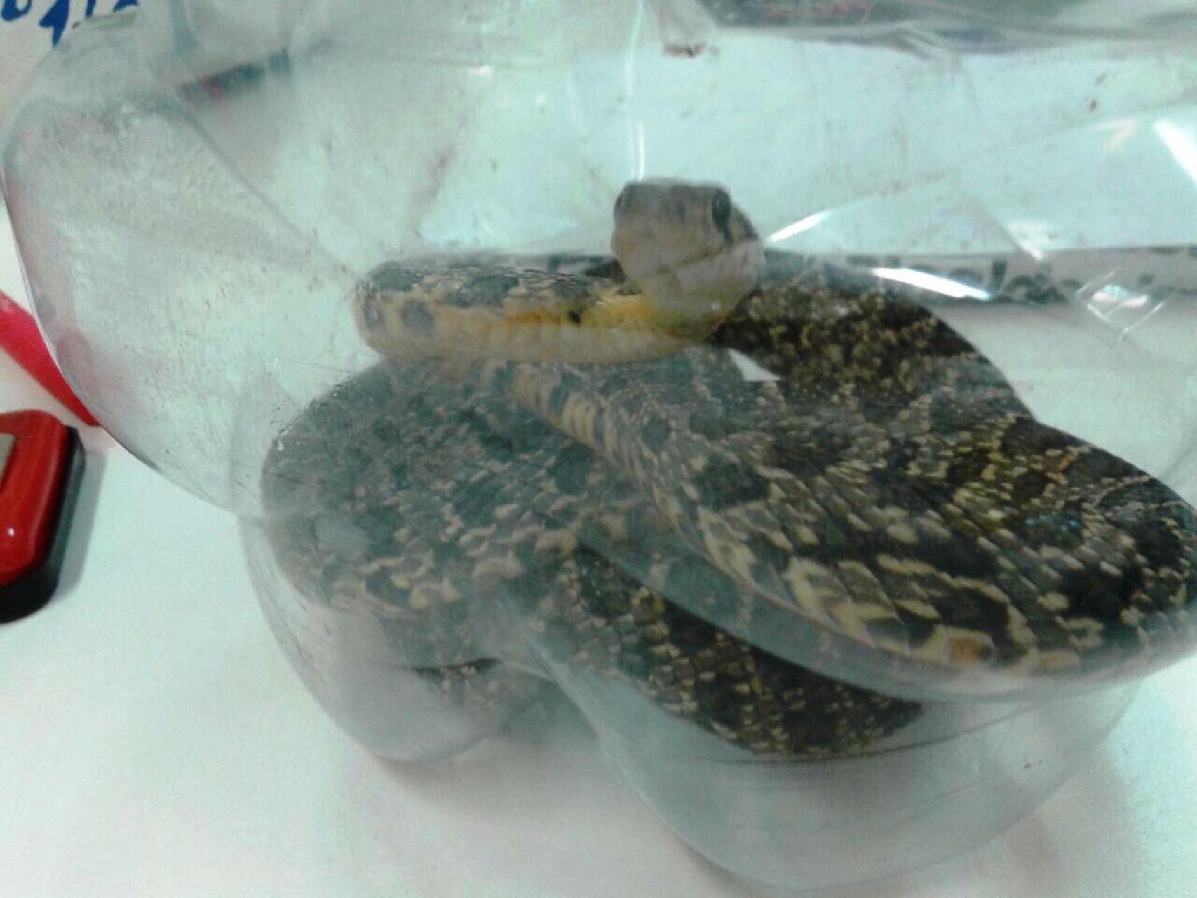 Snakes invading Mallorca and the Balearics