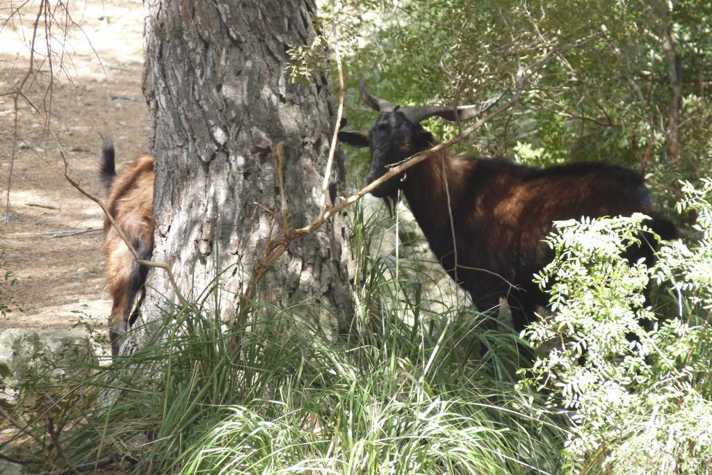 Mallorca wildlife: Clamp down on illegal hunting of wild goats