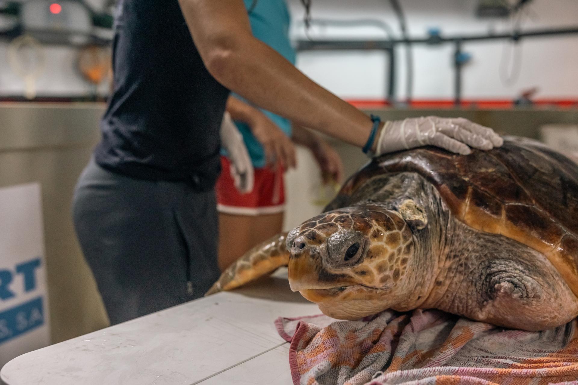 Rescuing turtles in Mallorca with Marco and the Palma Aquarium Foundation