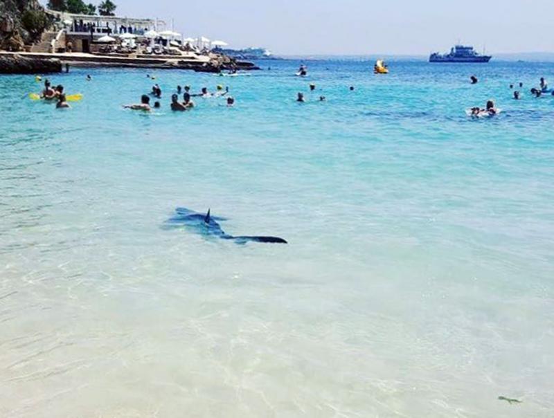 What you need to know about Blue Sharks in Mallorca: number of ...