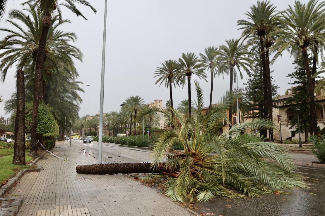 Photo gallery: The storm that battered Mallorca on Sunday