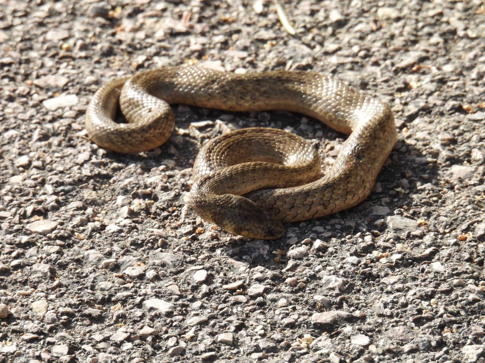 Majorca snakes: Guide to identify the different types of snakes in Mallorca