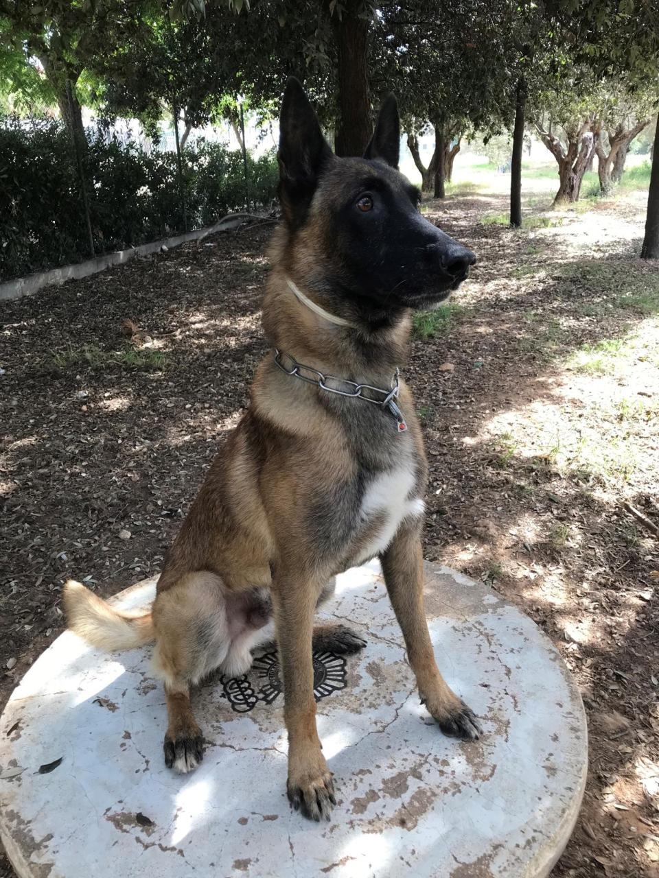 Retired National Police dog Bosco seeks new home in Mallorca