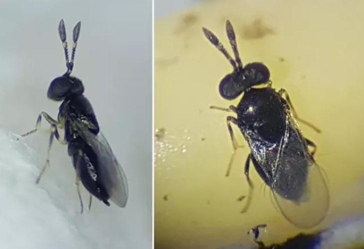 Mallorca fauna: Parasitoid wasp found in Mallorca