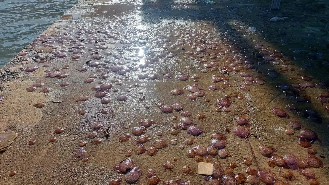 Photo gallery: Impressive photographs of jellyfish at Puerto Andratx