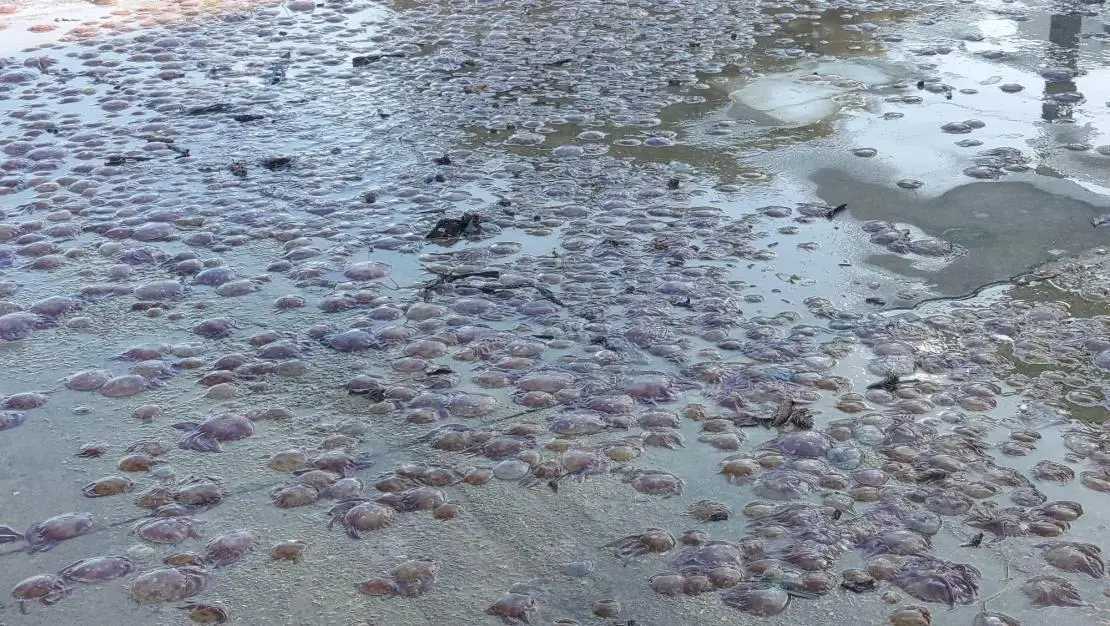 Photo gallery: Impressive photographs of jellyfish at Puerto Andratx