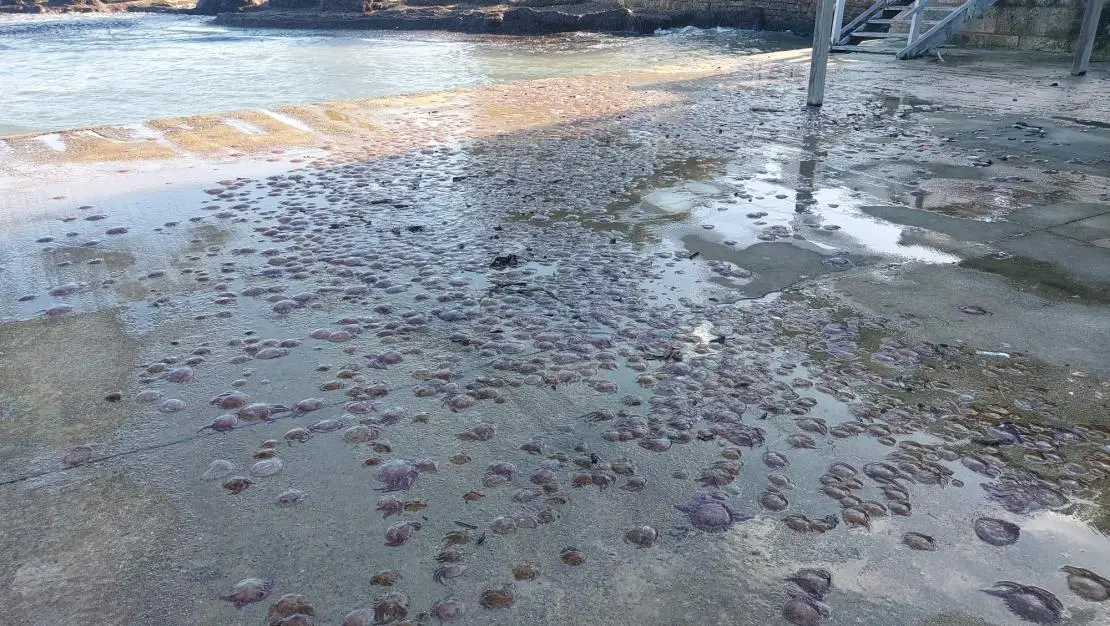 Photo gallery: Impressive photographs of jellyfish at Puerto Andratx