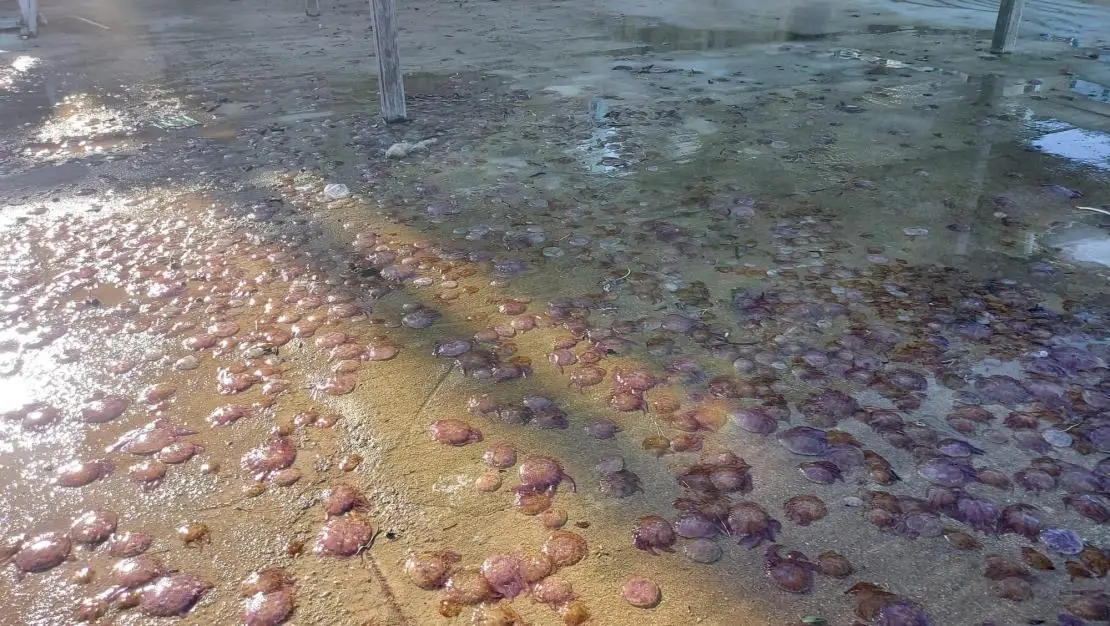 Photo gallery: Impressive photographs of jellyfish at Puerto Andratx
