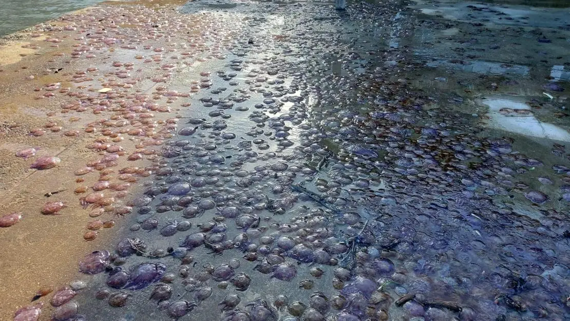 Photo gallery: Impressive photographs of jellyfish at Puerto Andratx