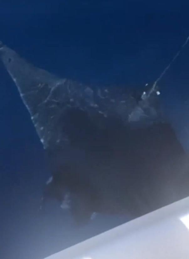 Mallorca sea creatures: stingray appears in waters of Soller