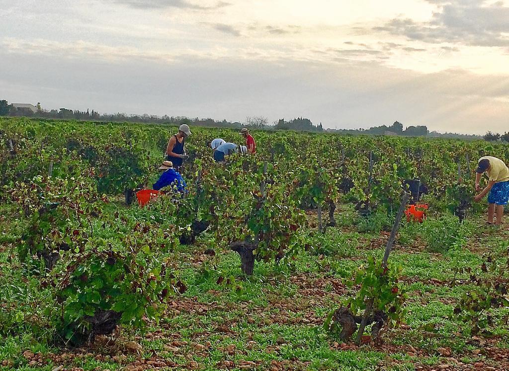 Increased harvest despite the summer rain