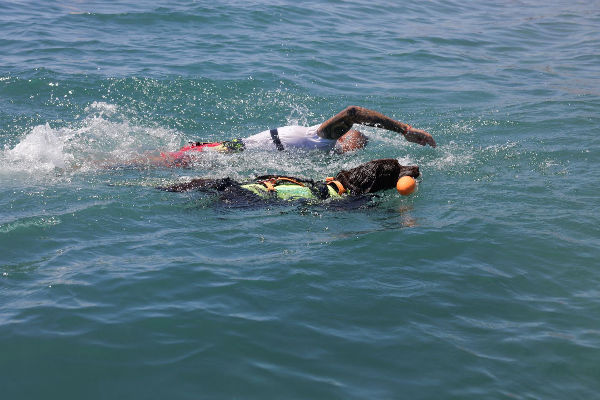 Paws to the rescue: trained dogs help save lives at Spanish beach