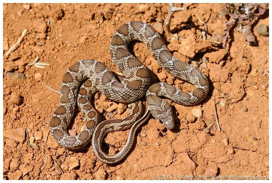 Mallorca animal welfare: It’s not just snakes “invading” the Balearics ...