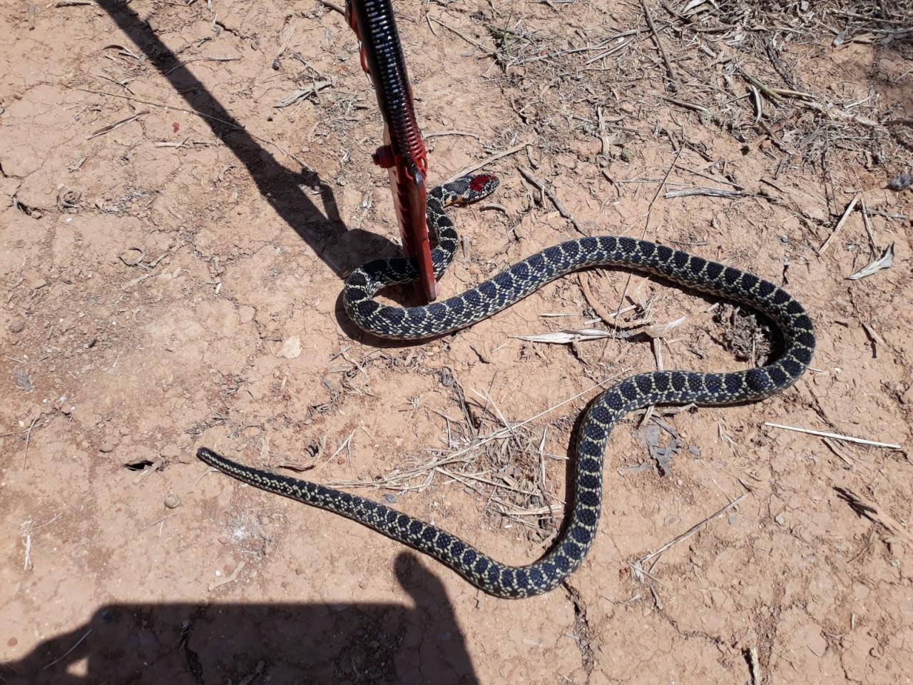 Mallorca animal: Horseshoe Snakes thrive in Balearic waters: 3,000 ...