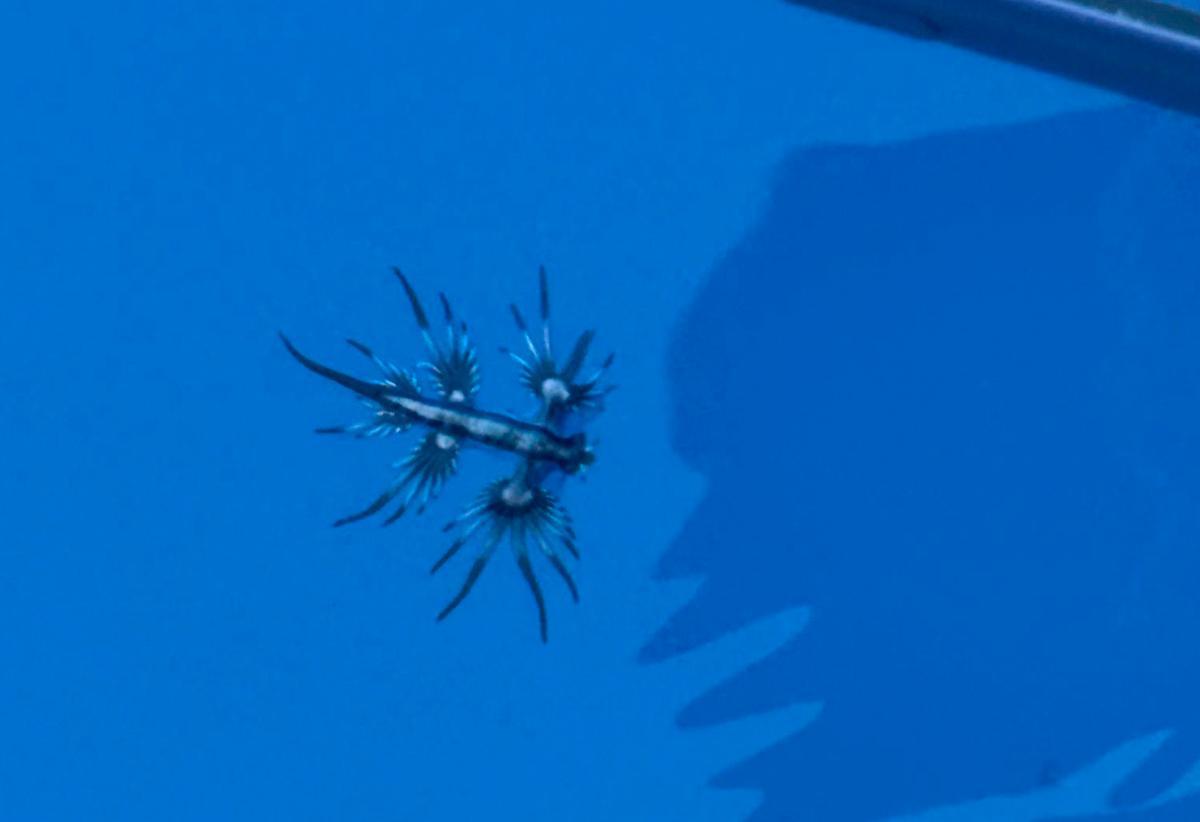 Mallorca holiday sea: Mysterious animal found in the waters off ...