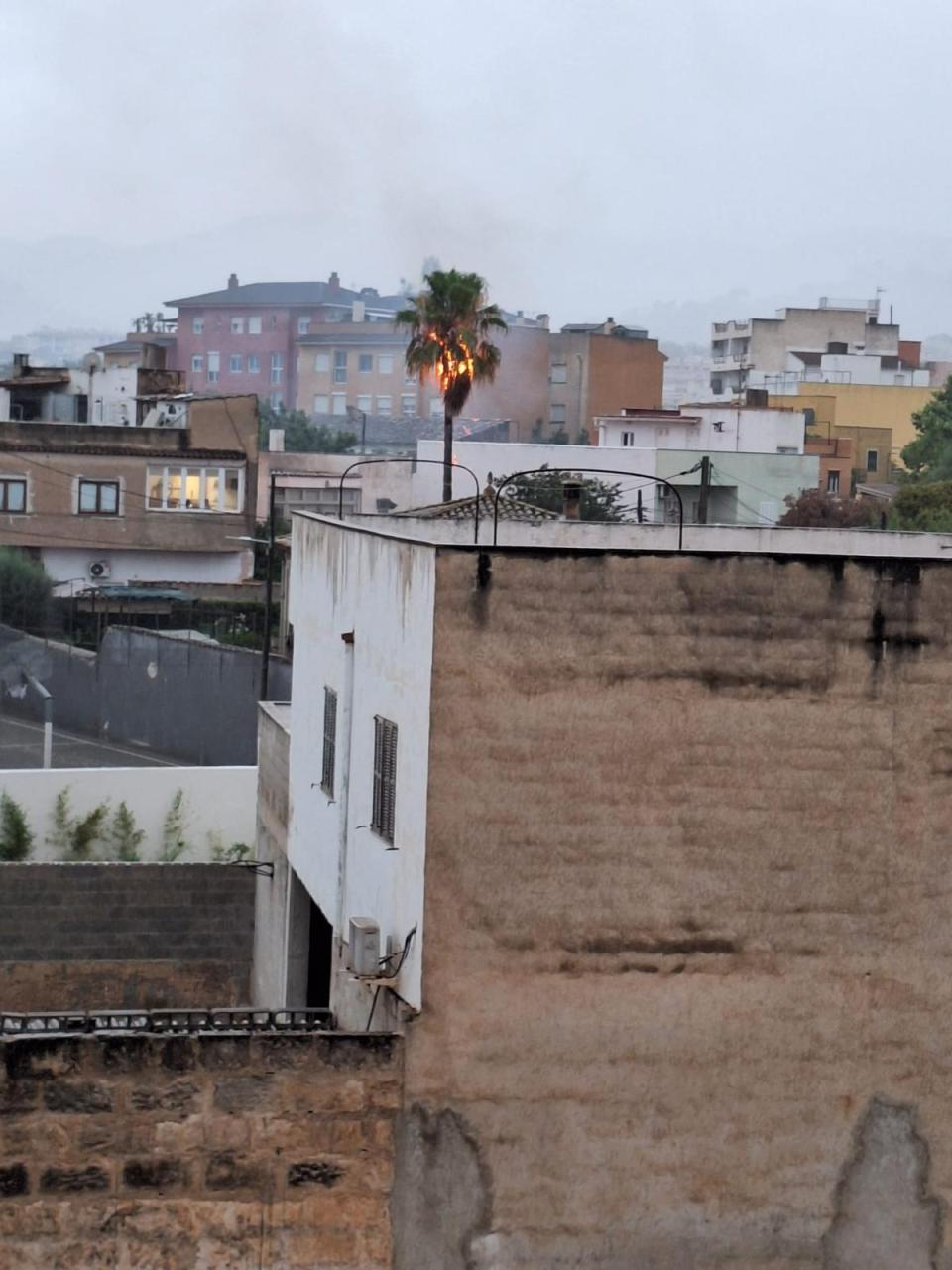 Lightning strikes a palm tree in Palma during the severe storm