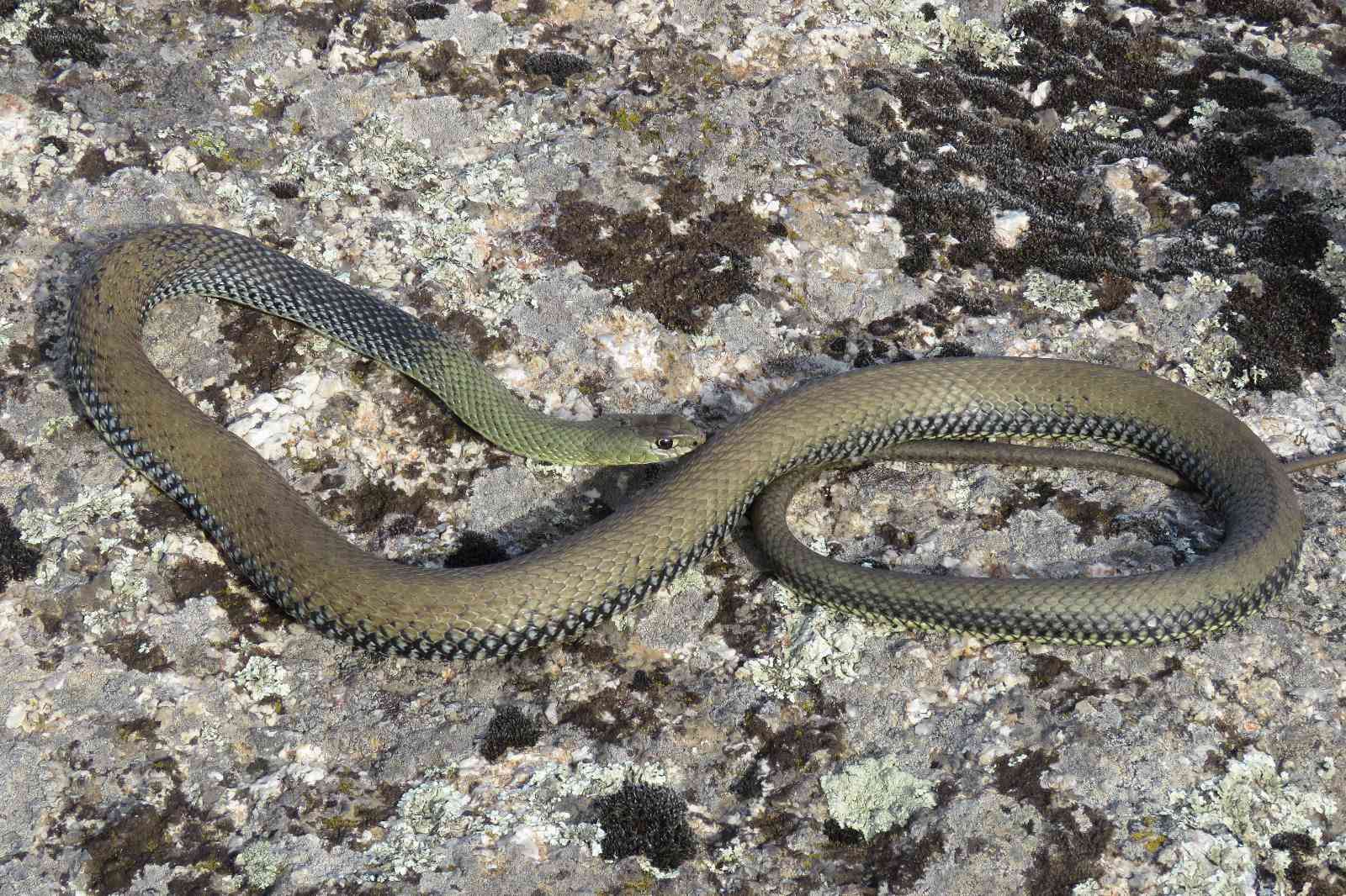 Snake sightings increase in Mallorca: "Higher temperatures boost their ...