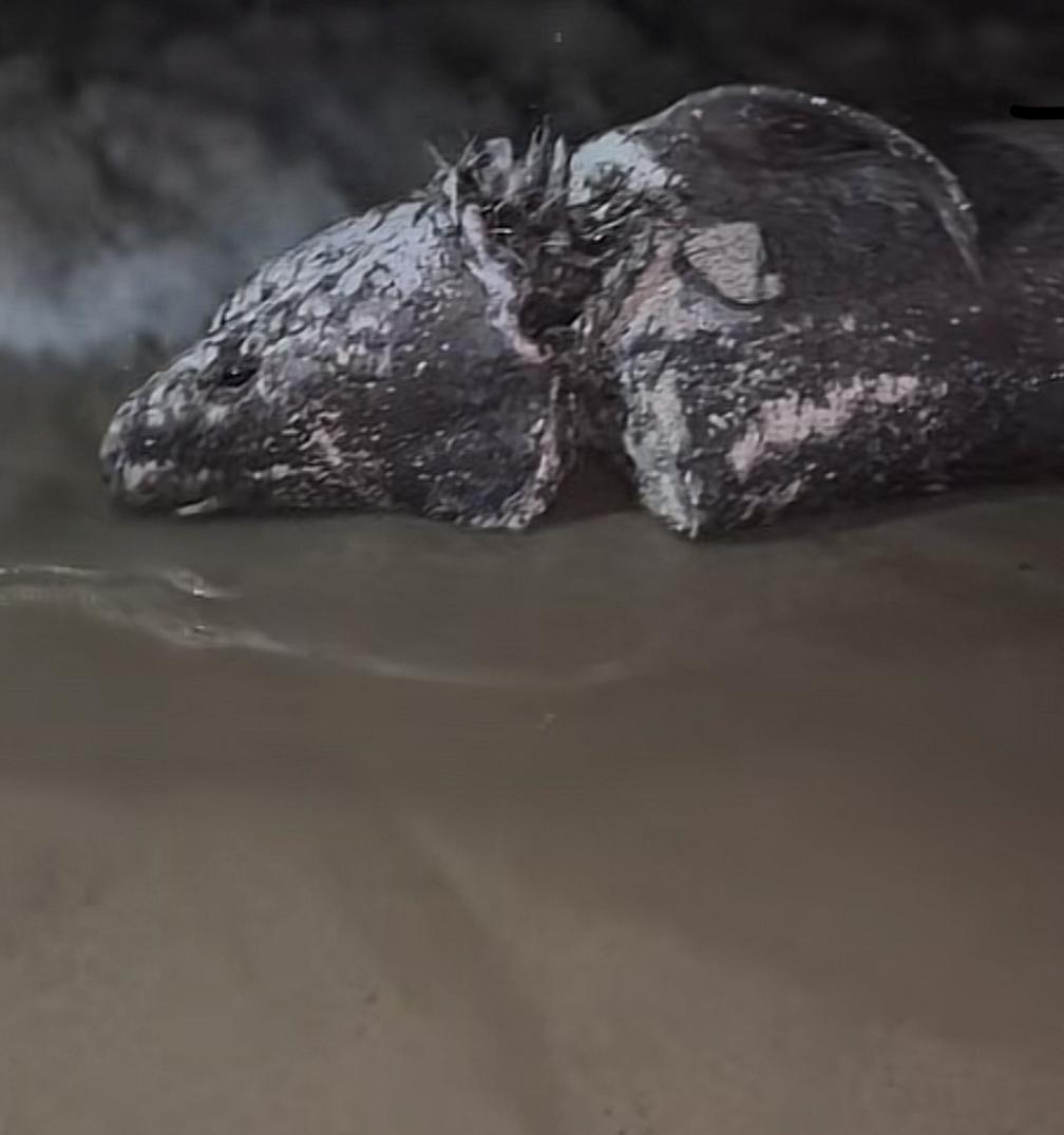 Massive shark with bite marks washes up on Mallorca beach
