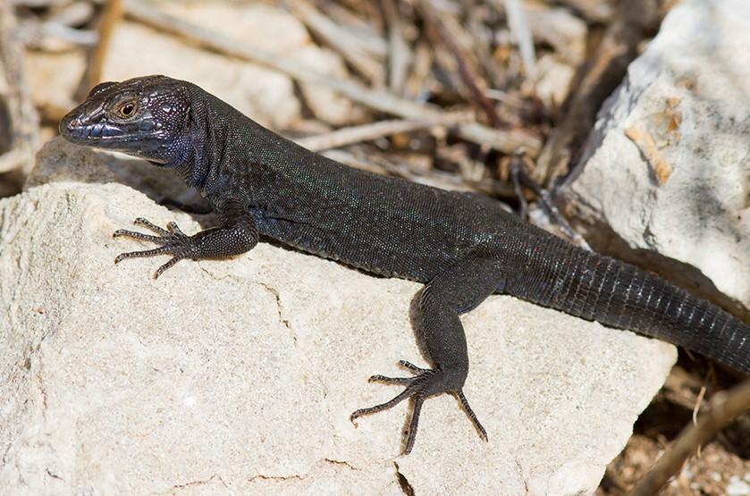 Balearics “snake invasion” alert as they spread to Mallorca and Menorca