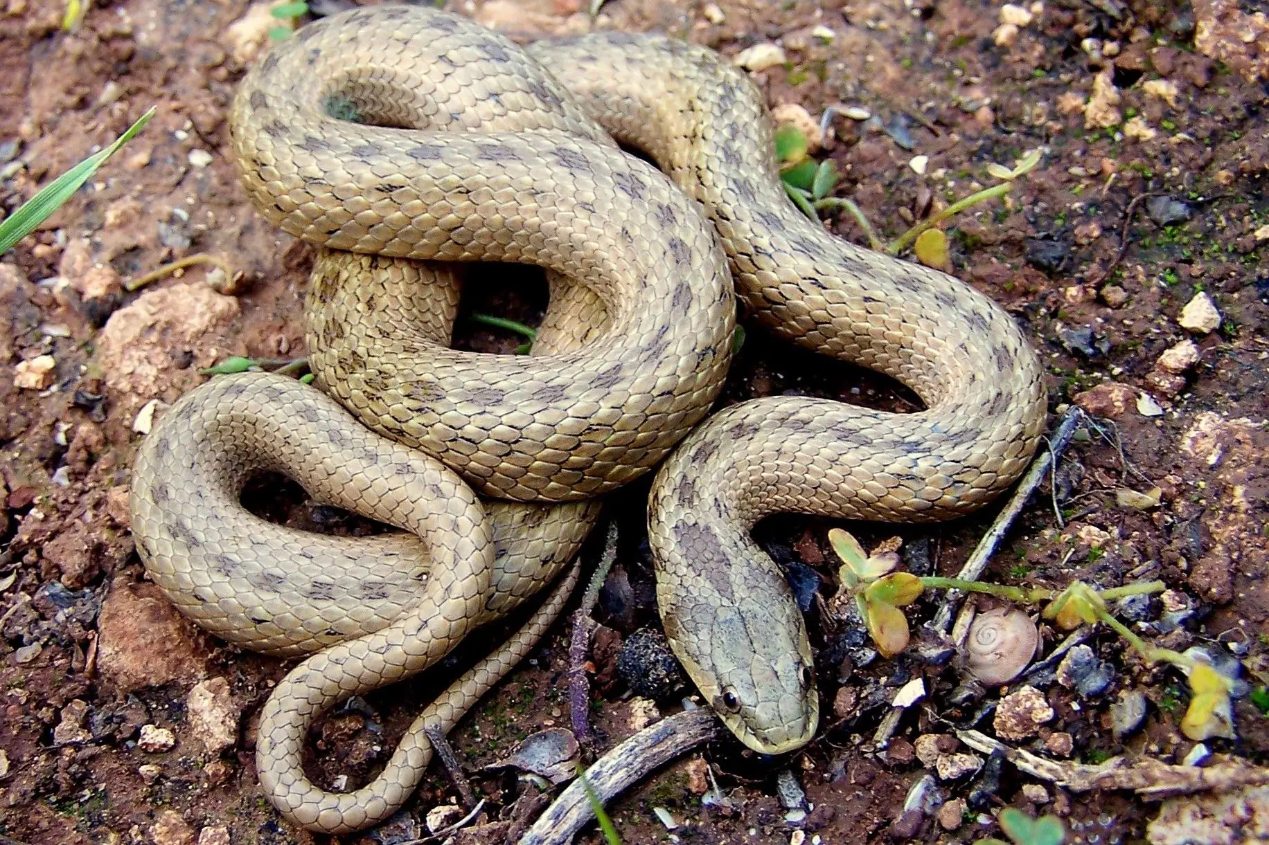 Mallorca snakes guide: how to spot them and what to do if you find one