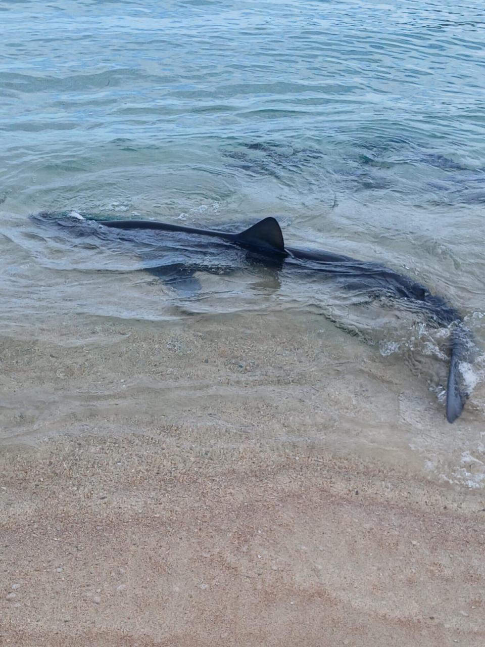 Mortally wounded blue shark found off Mallorca