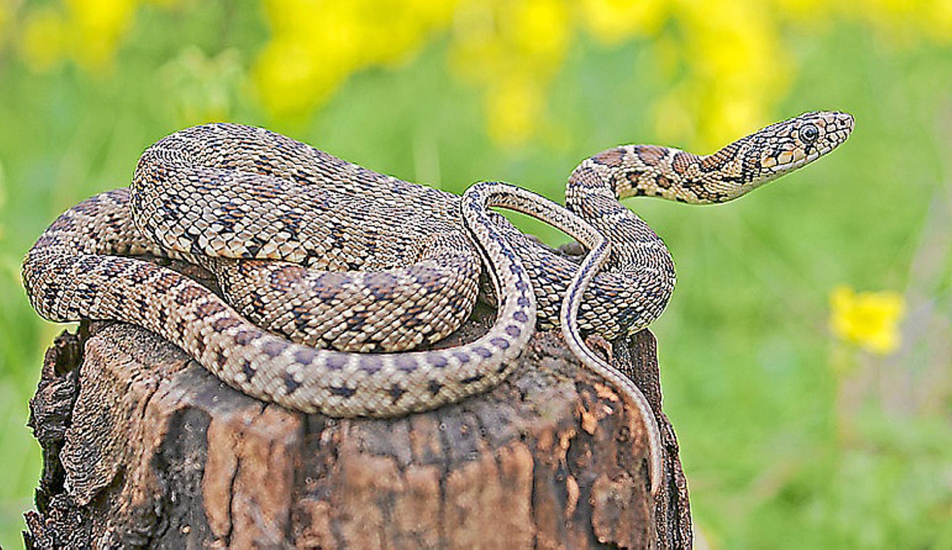 Invasive horseshoe snakes in Mallorca: what to do if you spot one