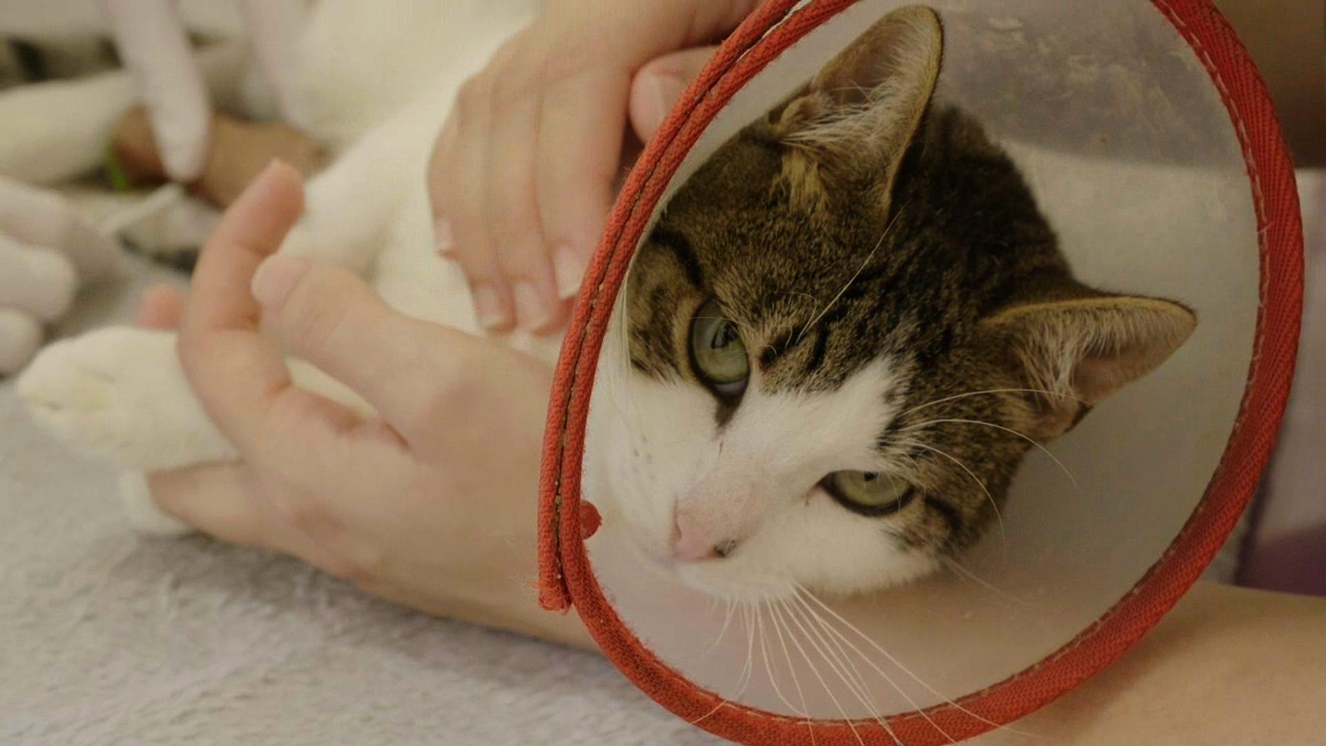 Mallorca’s mission to control cat colonies