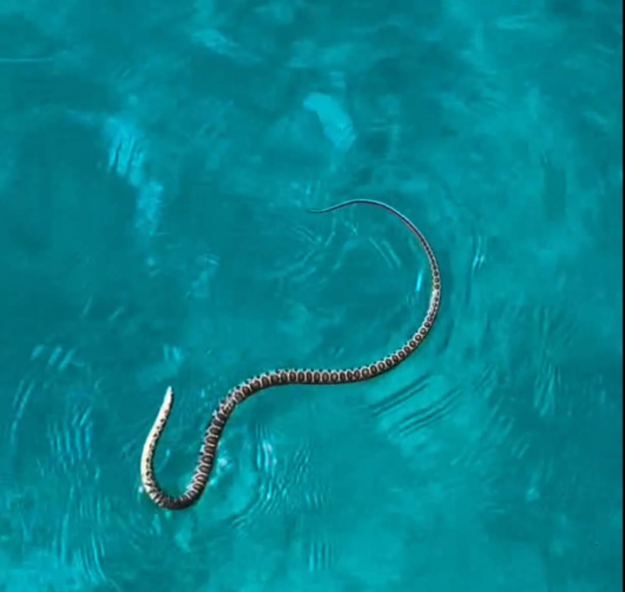 Swimming snake filmed in the Balearics as invasive species spread