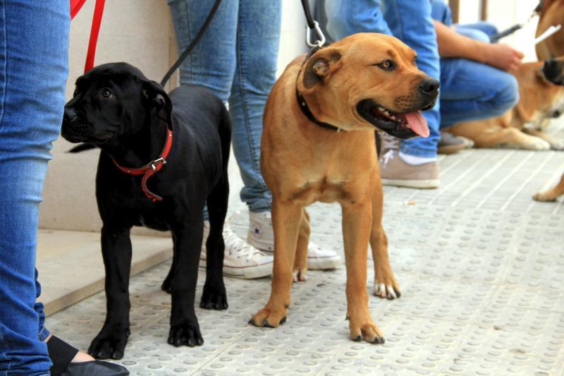 Spain has more dogs than children: The Dingonatura Foundation is ...