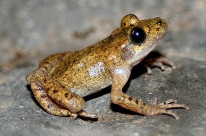 Barcelona Zoo to release rare toads in Tramuntana mountains, Mallorca
