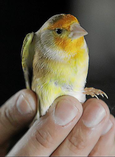 Majorca's world champion birds