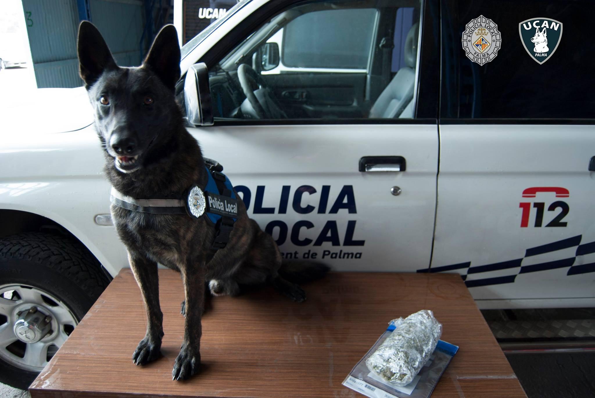 Retired police dogs having a great time in Mallorca