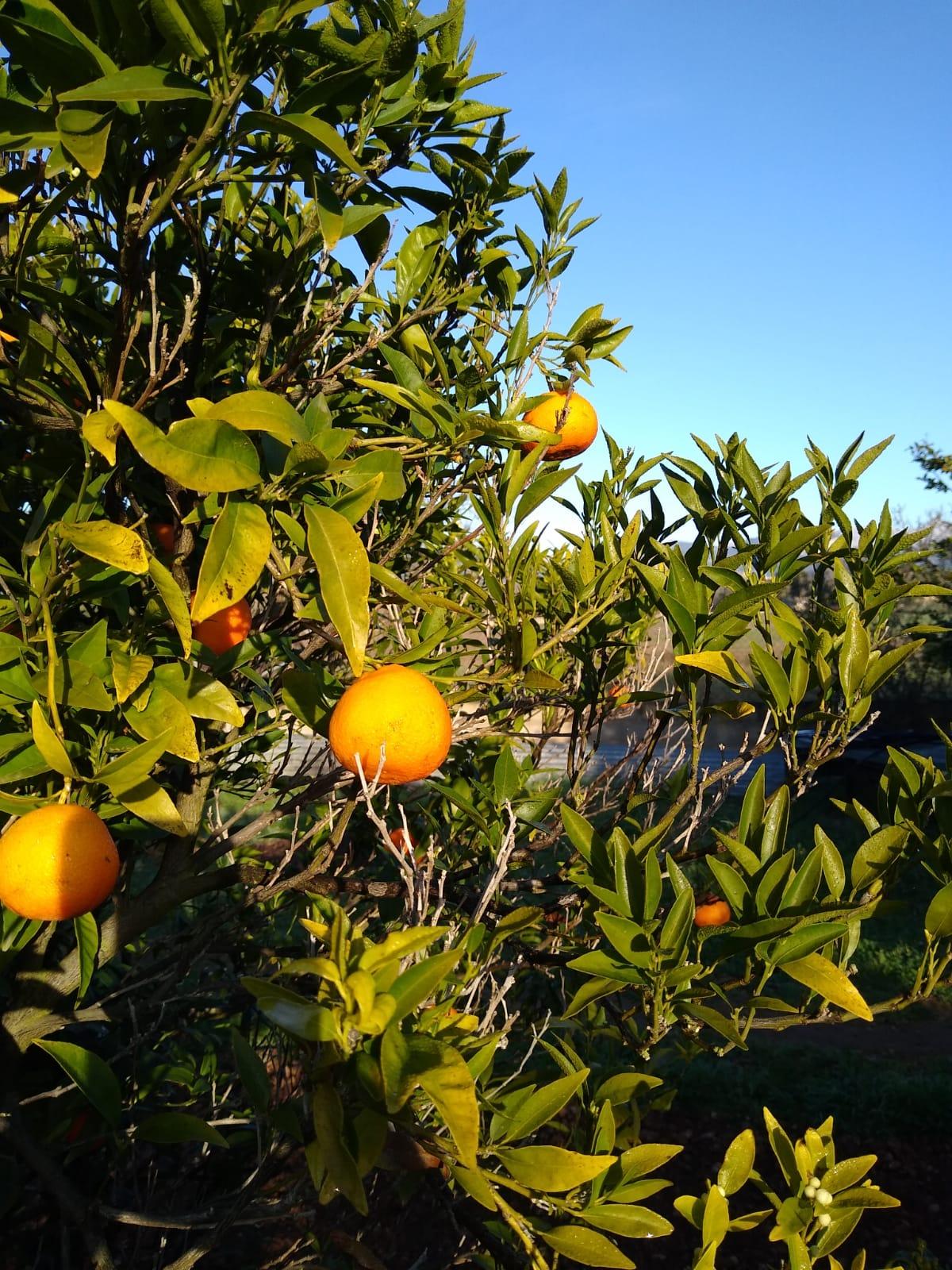Gardening in Mallorca