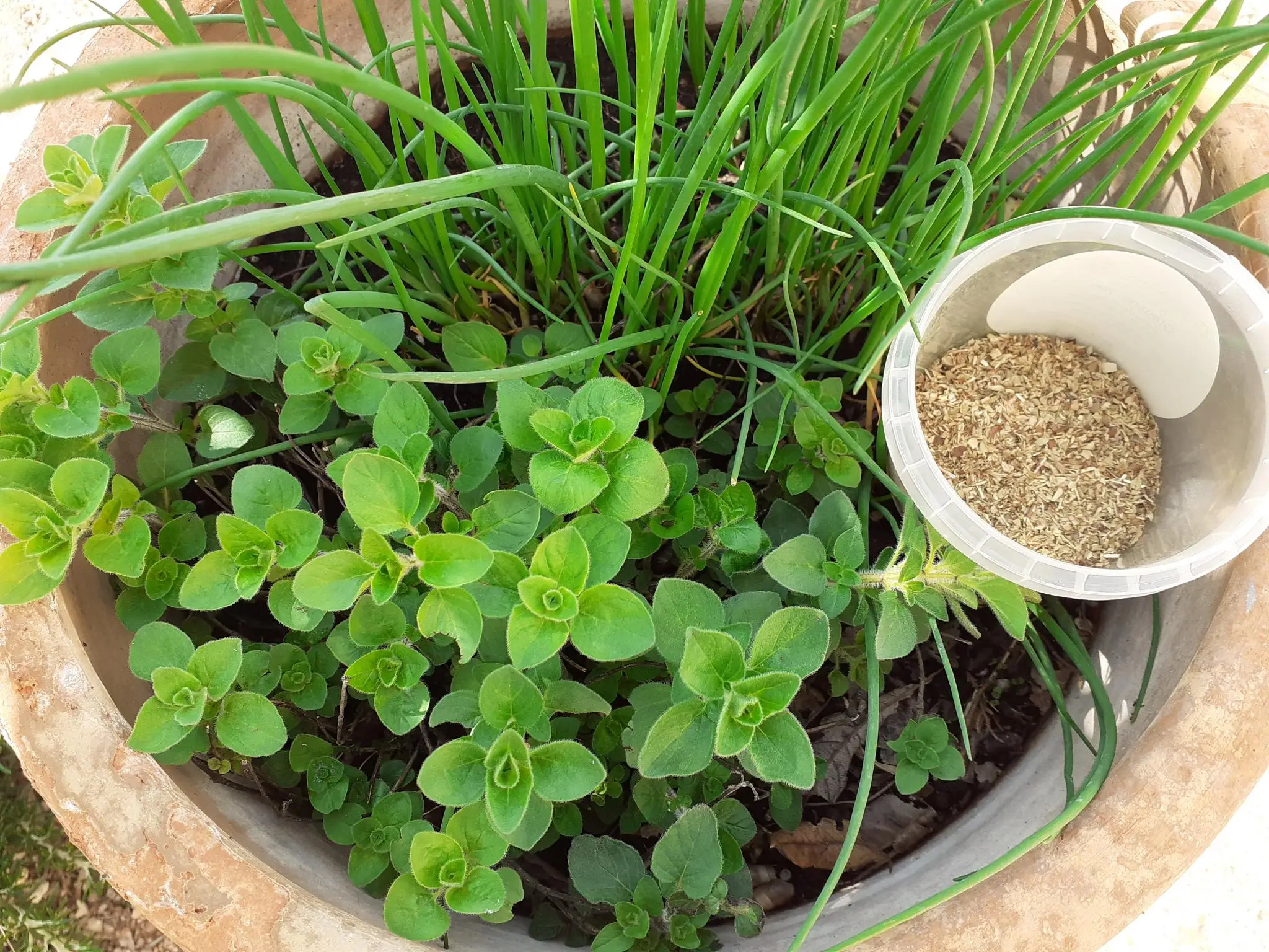 Mallorcan grown herbs in cooking