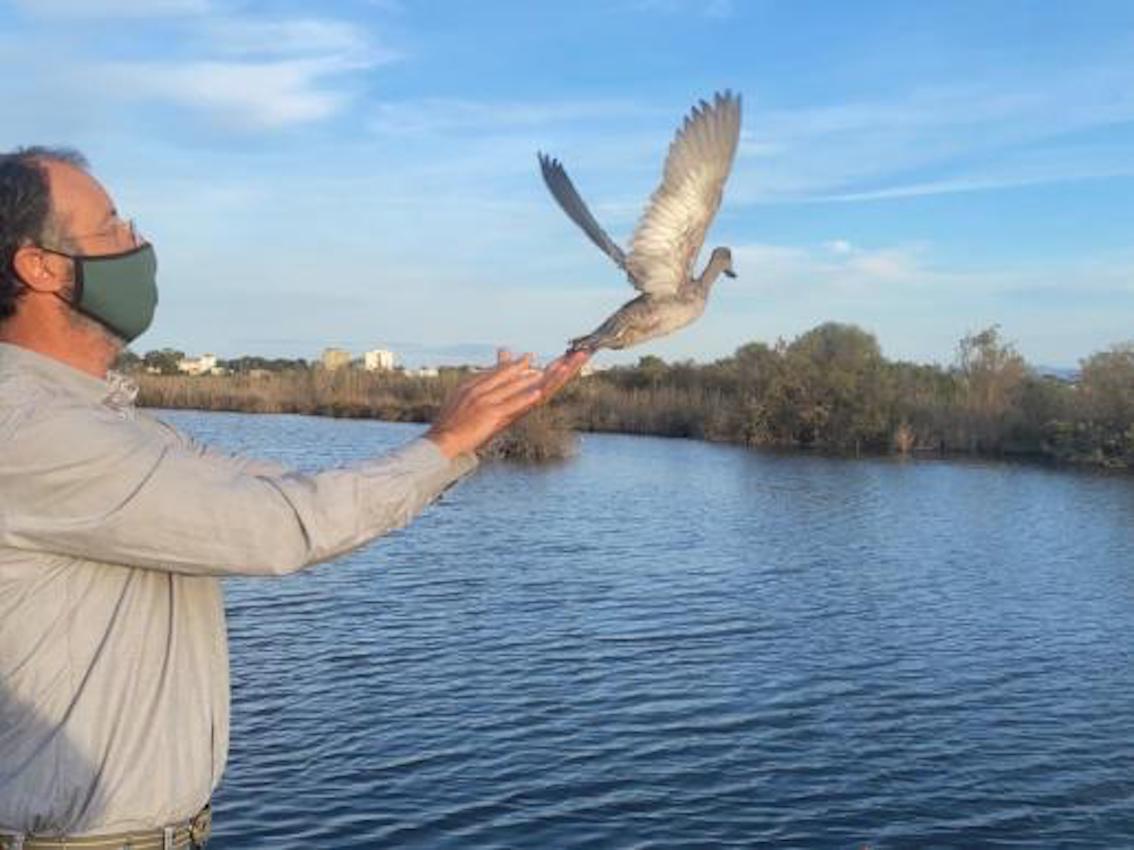 Mallorca Environment: Endangered ducks