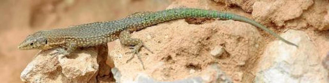 Mallorca Animal Welfare: Balearic Lizard