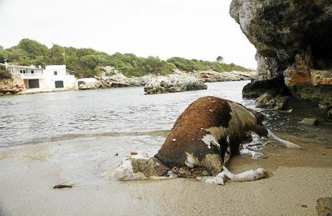 Mallorca Animal Welfare: Cattle