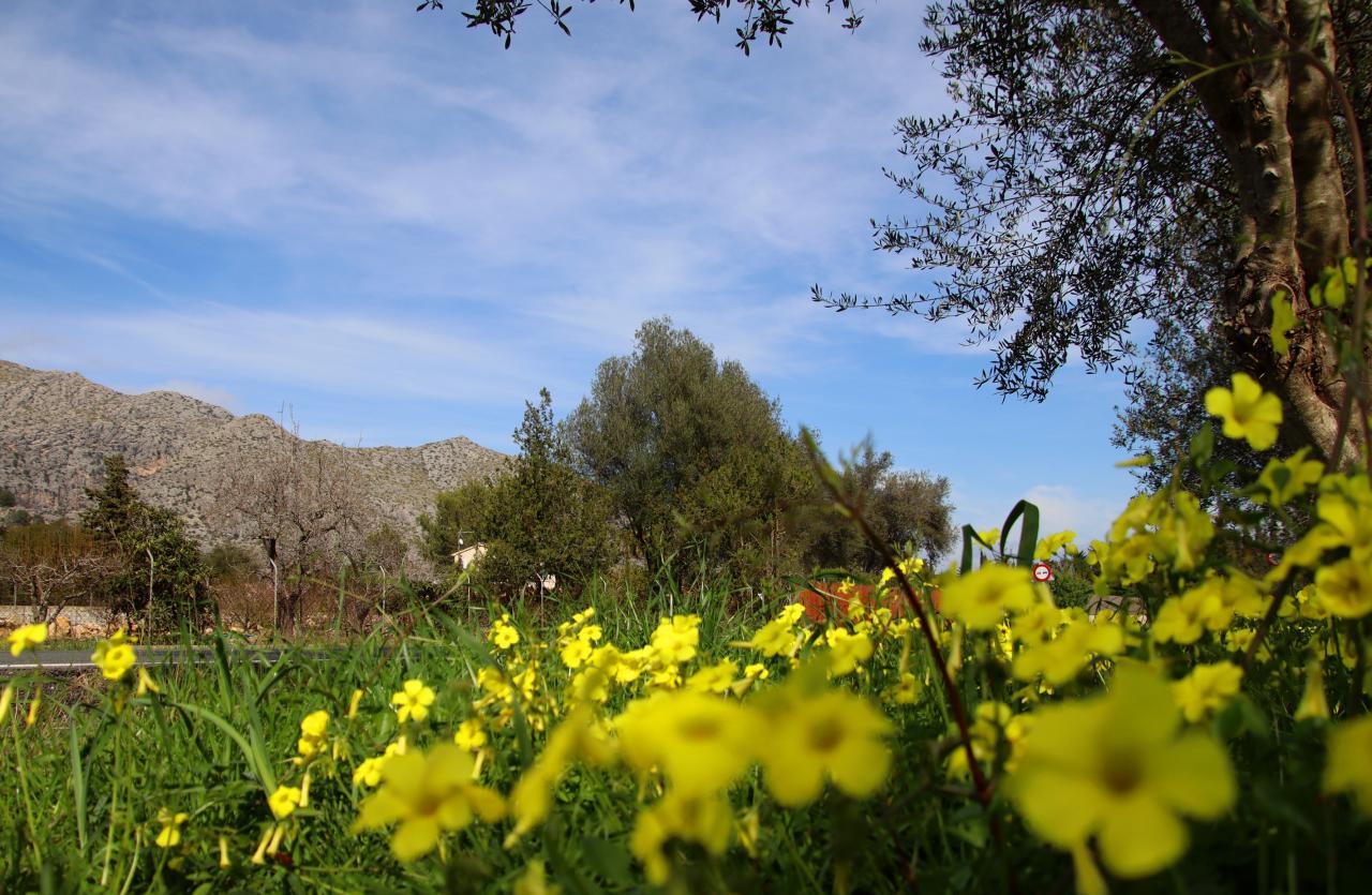 Spring weather in Mallorca for the weekend February 20-21