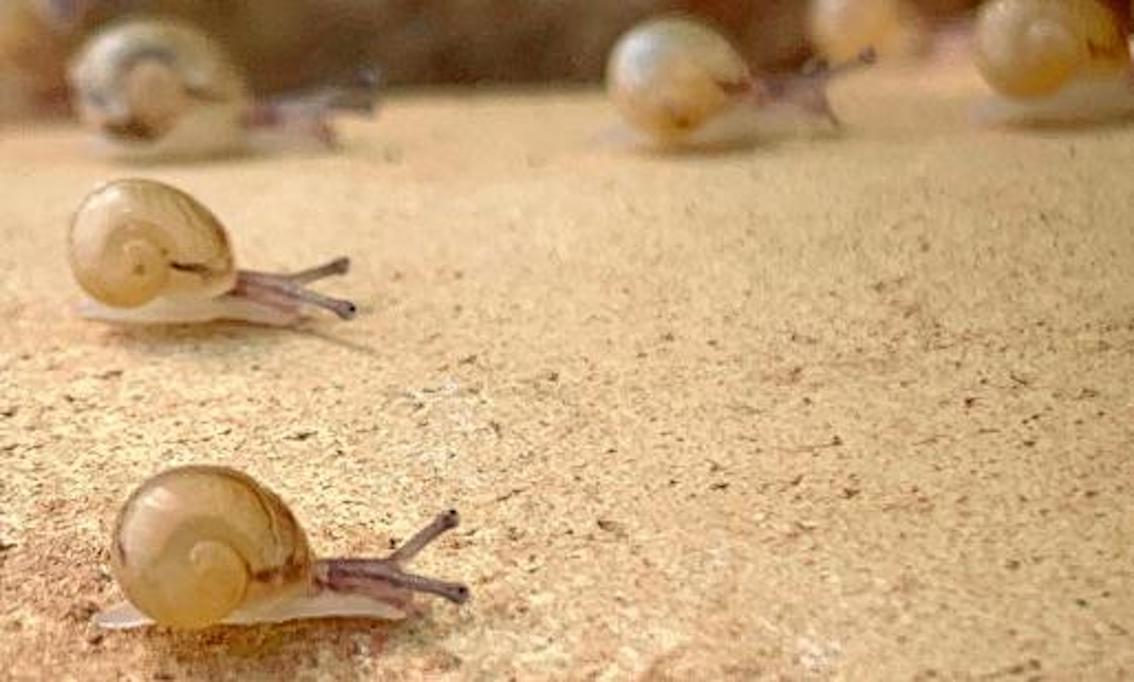 Mallorca Food: Snail Farming
