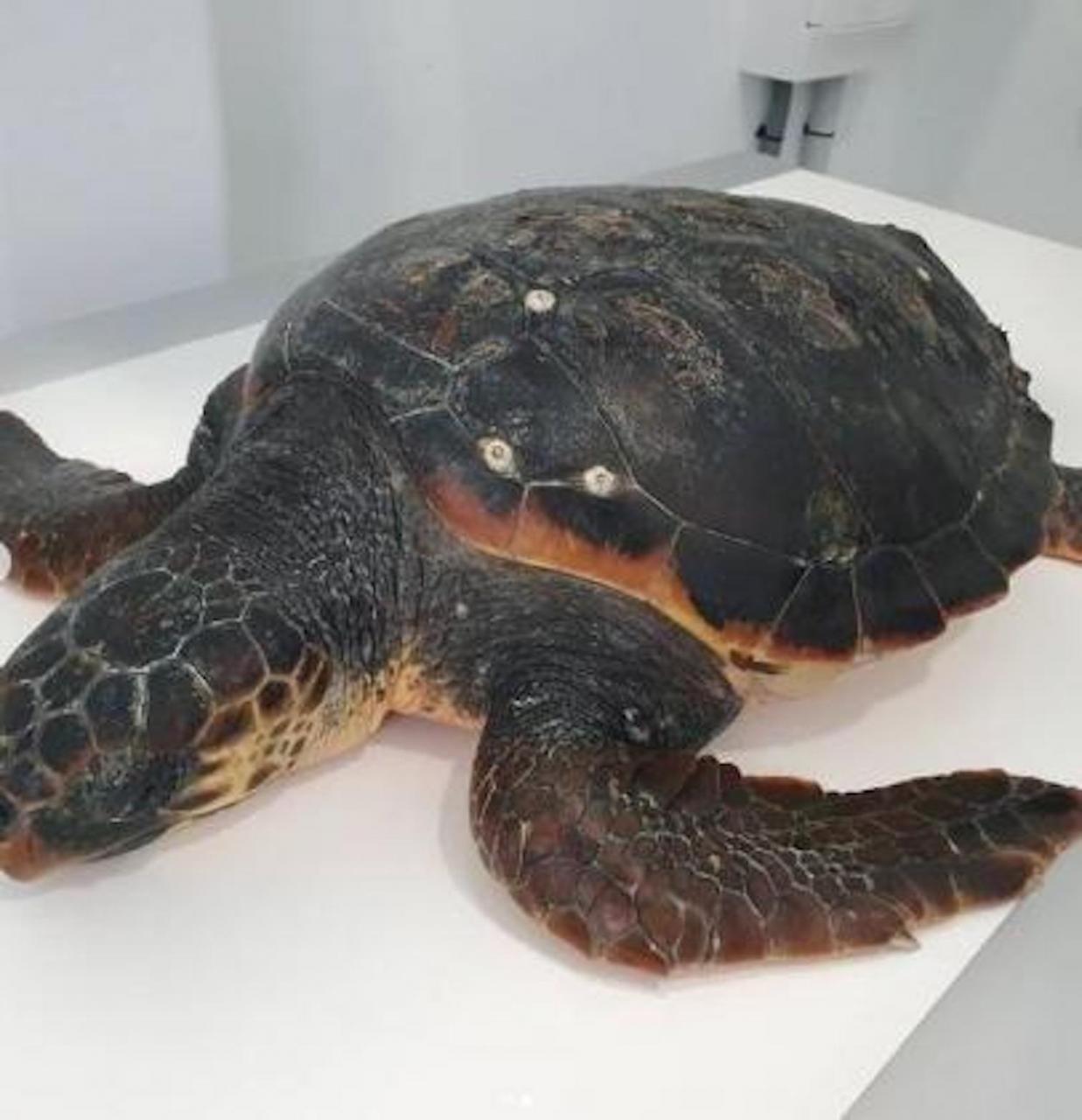 Mallorca Animal Welfare: Dorita