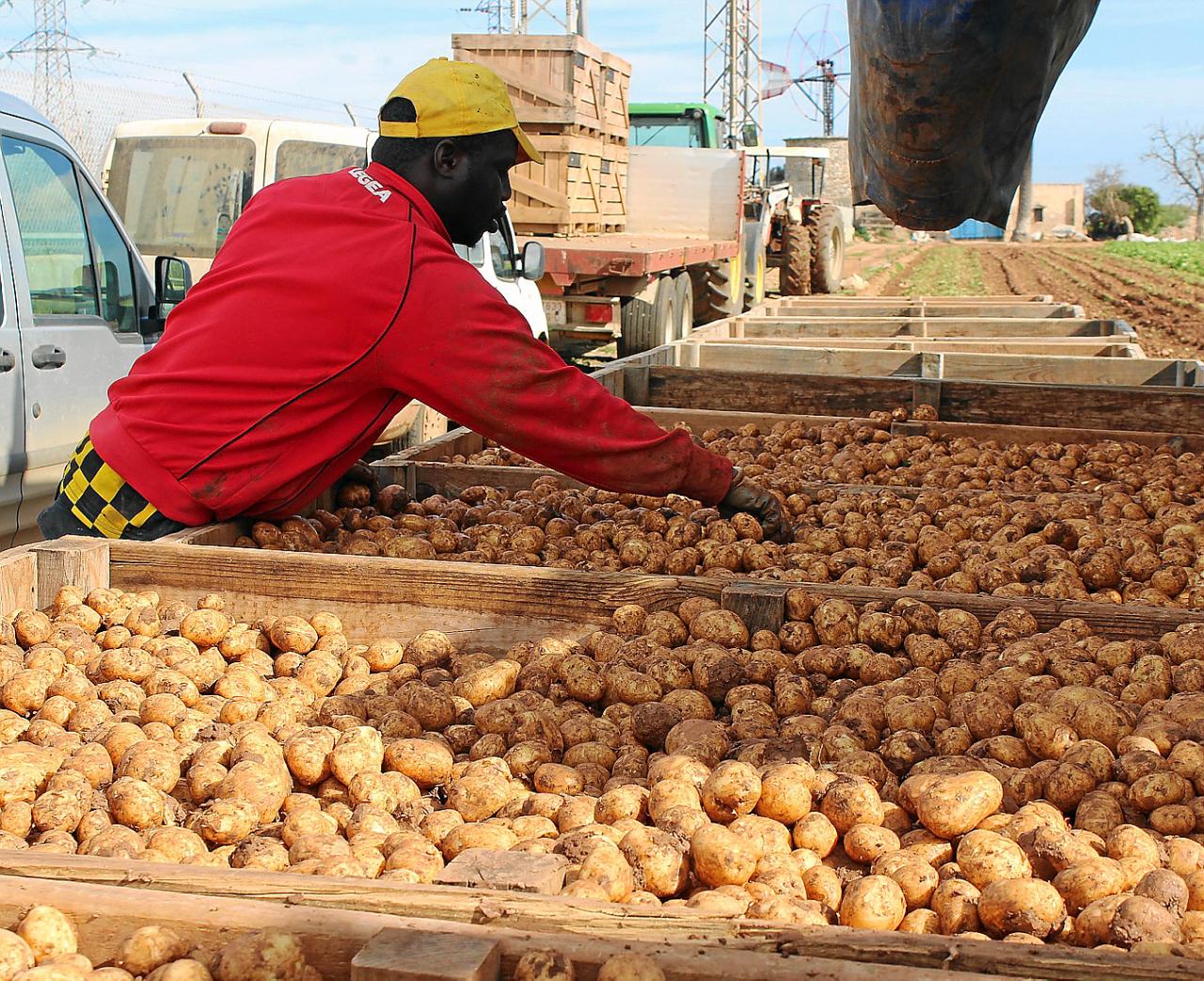 Two hundred years of the potato in Sa Pobla