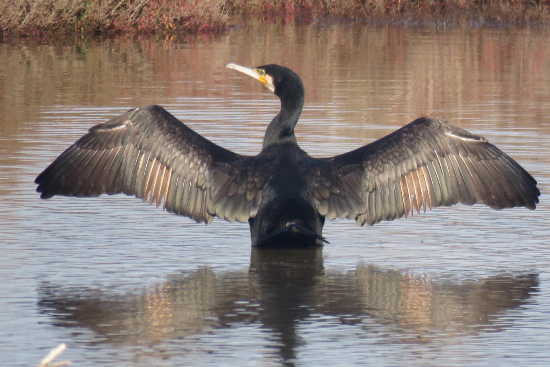 A bald Raven and a sea crow