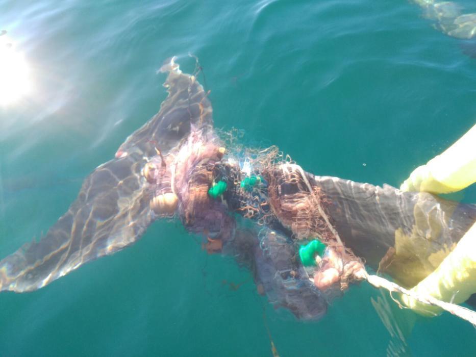 Dolphin entangled in a net for a week is freed