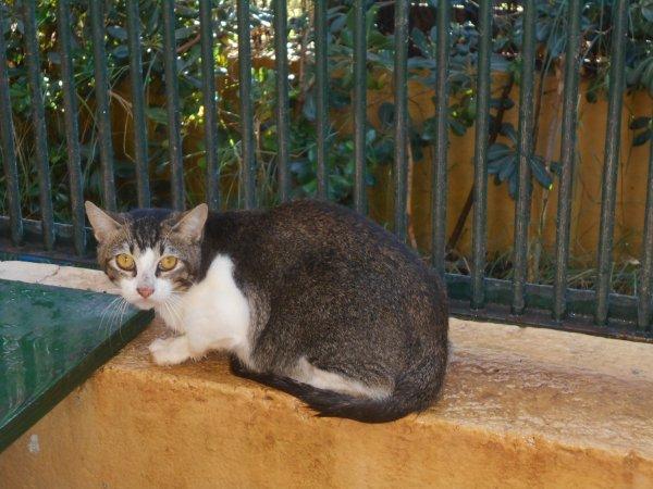 Palma Mallorca campaign to adopt cats