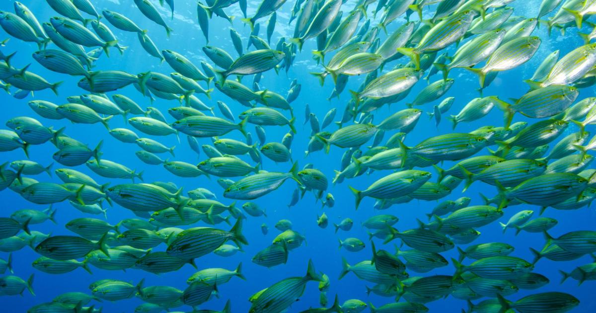 The Balearic Sea: The more information, the better sea quality