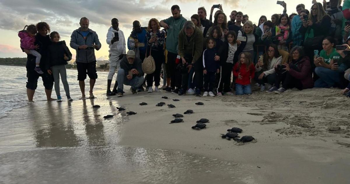 Mallorca wildlife: Nineteen Cala Millor turtles released into the sea